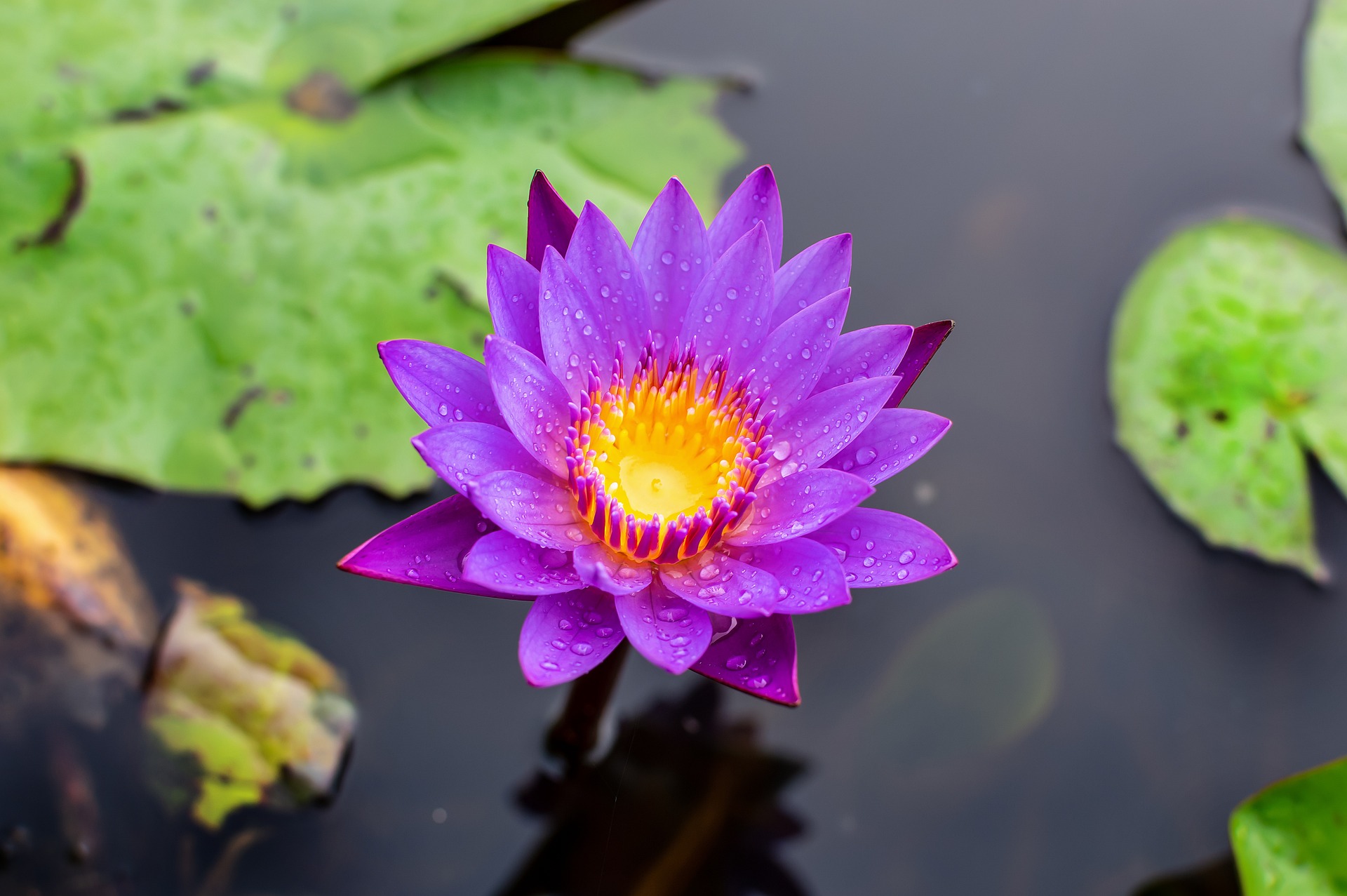 For Bladder Care ($29) - The Thriving Foundation